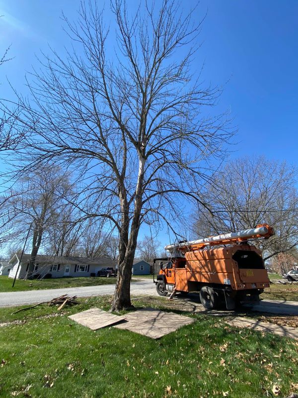Gallery | Buff's Tree Service | Tree Care Solutions