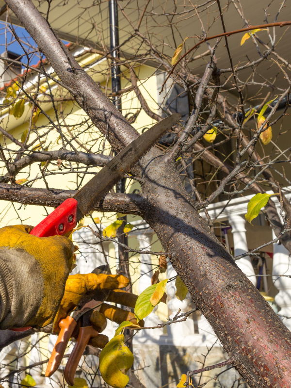 Tree Trimming | Buff's Tree Service | Tree Maintenance IL